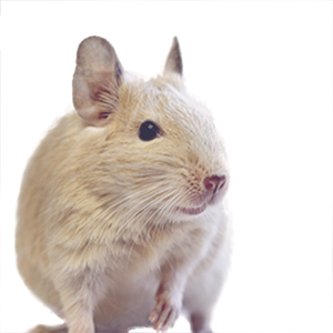 Tienda Online para Degús | La Pradera Online